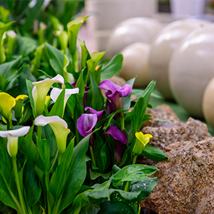 Home - Flor do Douro