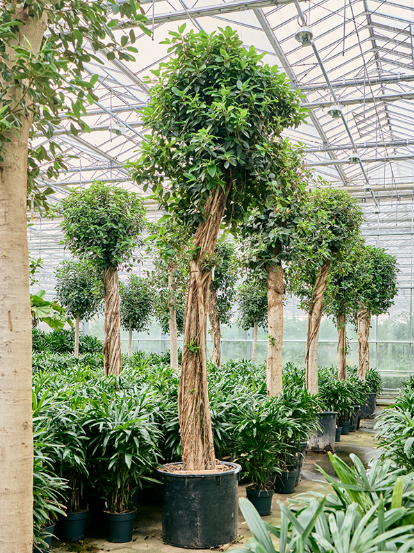Ficus Rubiginosa - Flor do Douro